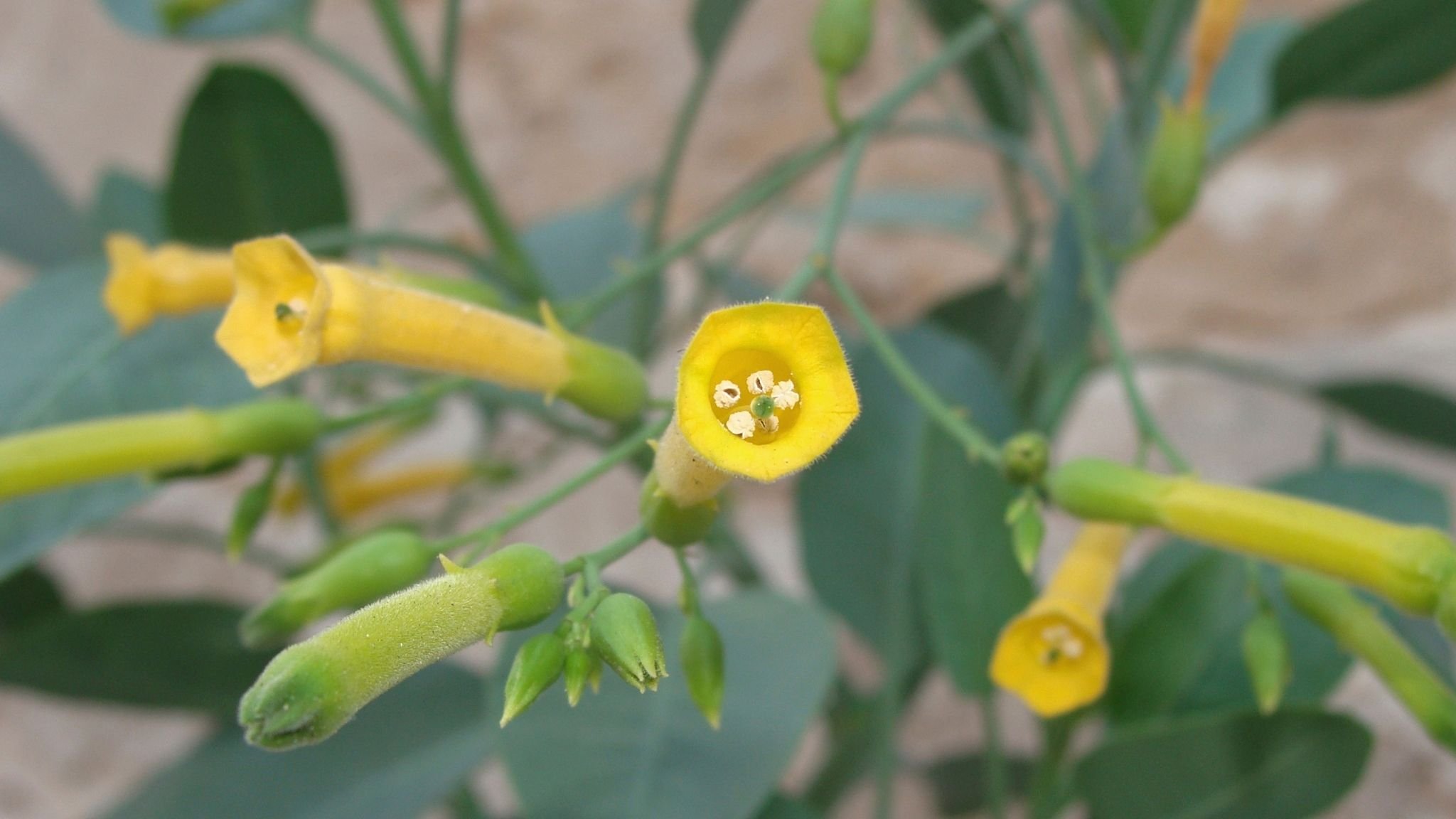 Nicotiana glauca: conheça a planta venenosa conhecida como "falsa couve"