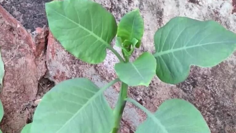 Nicotiana glauca: conheça a planta venenosa conhecida como "falsa couve"