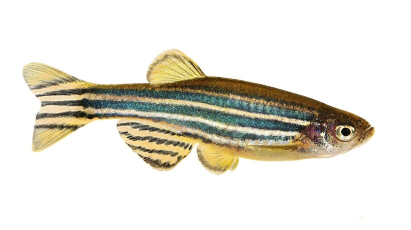 Peixe-zebra reconstrói sua medula espinhal e pode inspirar tratamentos ...