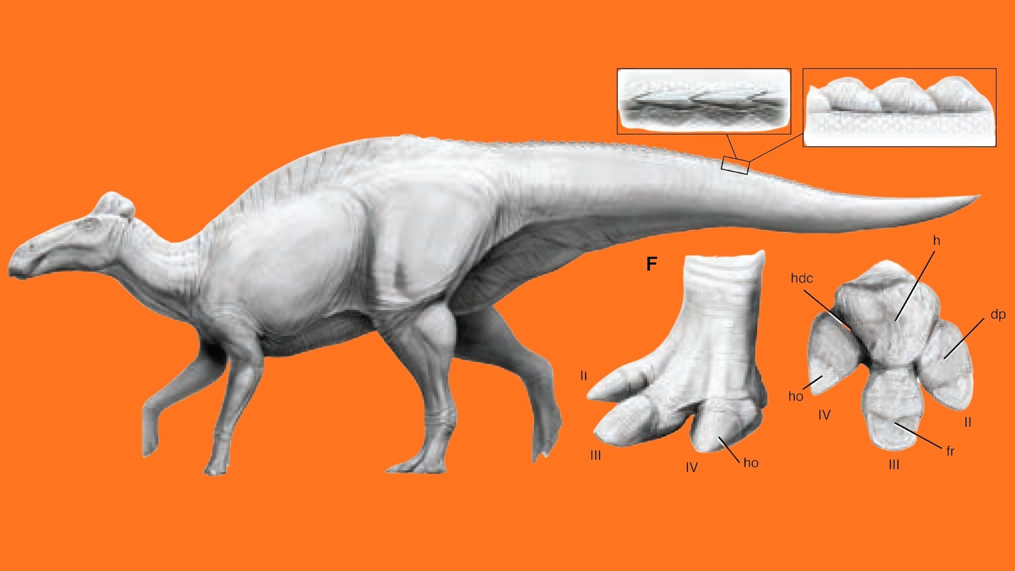 Fósseis de Wyoming permitem recriar dinossauro herbívoro com precisão ...