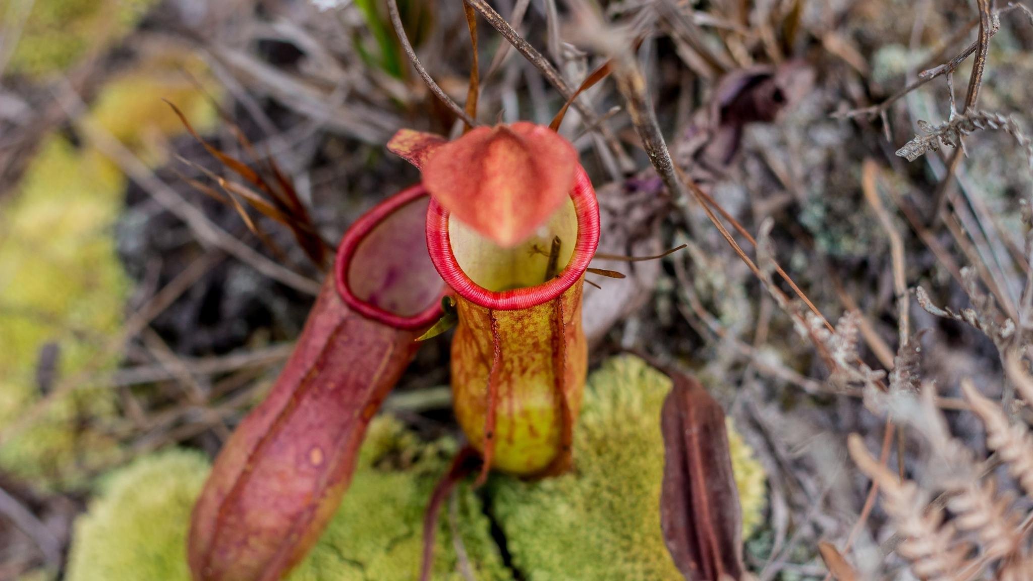 Planta carnívora recém-descoberta já corre sério risco de extinção