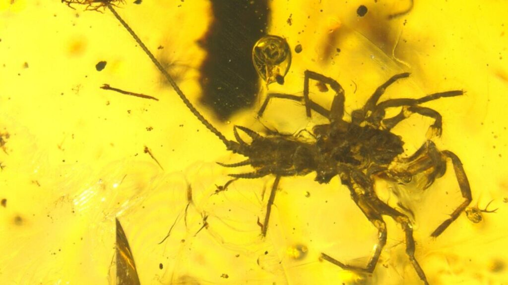 Cientistas encontram “primo estranho” das aranhas com cauda surpreendente