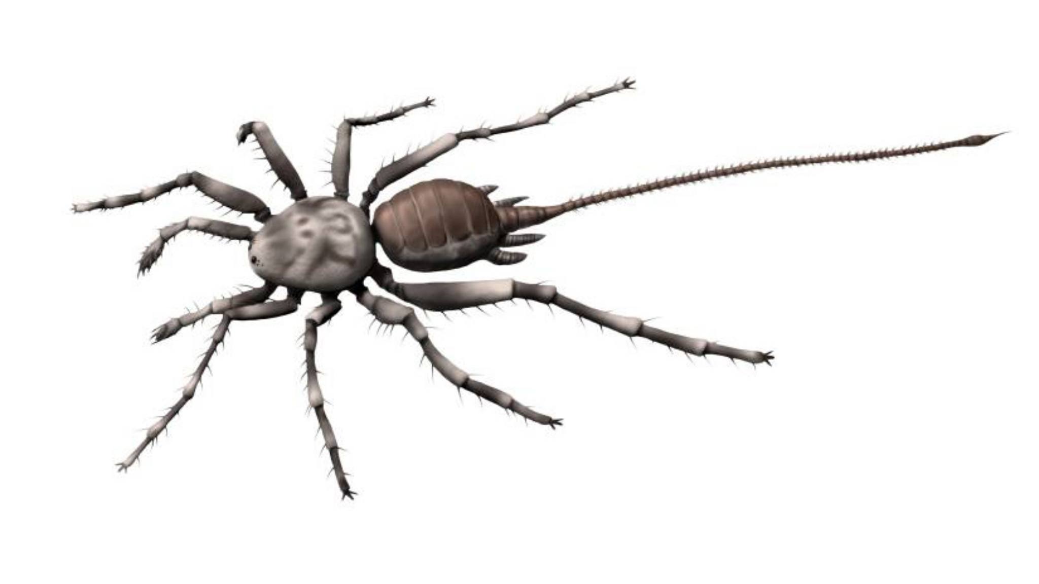Cientistas encontram “primo estranho” das aranhas com cauda surpreendente