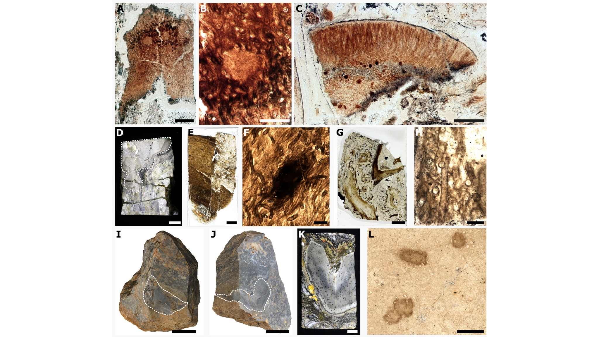 Prototaxites: Os gigantes misteriosos que dominaram a Terra há 407 ...