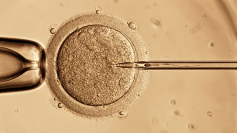Ferramenta inédita pode prolongar a fertilidade feminina no futuro