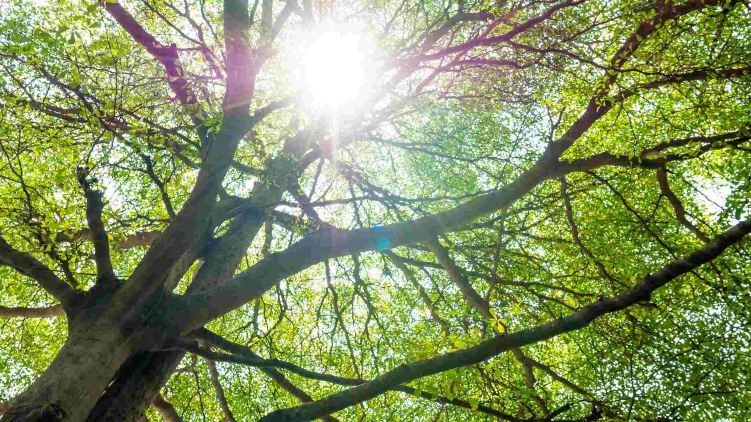 Como a luz das folhas pode salvar florestas em risco de morte