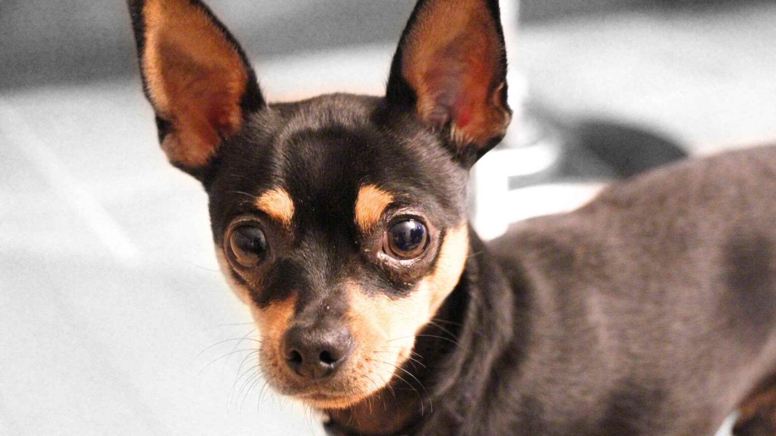 Pinscher tremendo muito é normal ou algo mais sério? A ciência explica