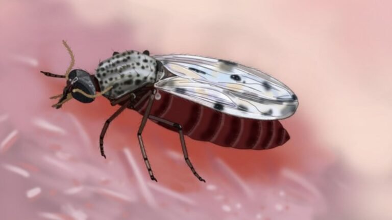 Maruim: o mosquito quase invisível que está mudando a rotina no sul do ...