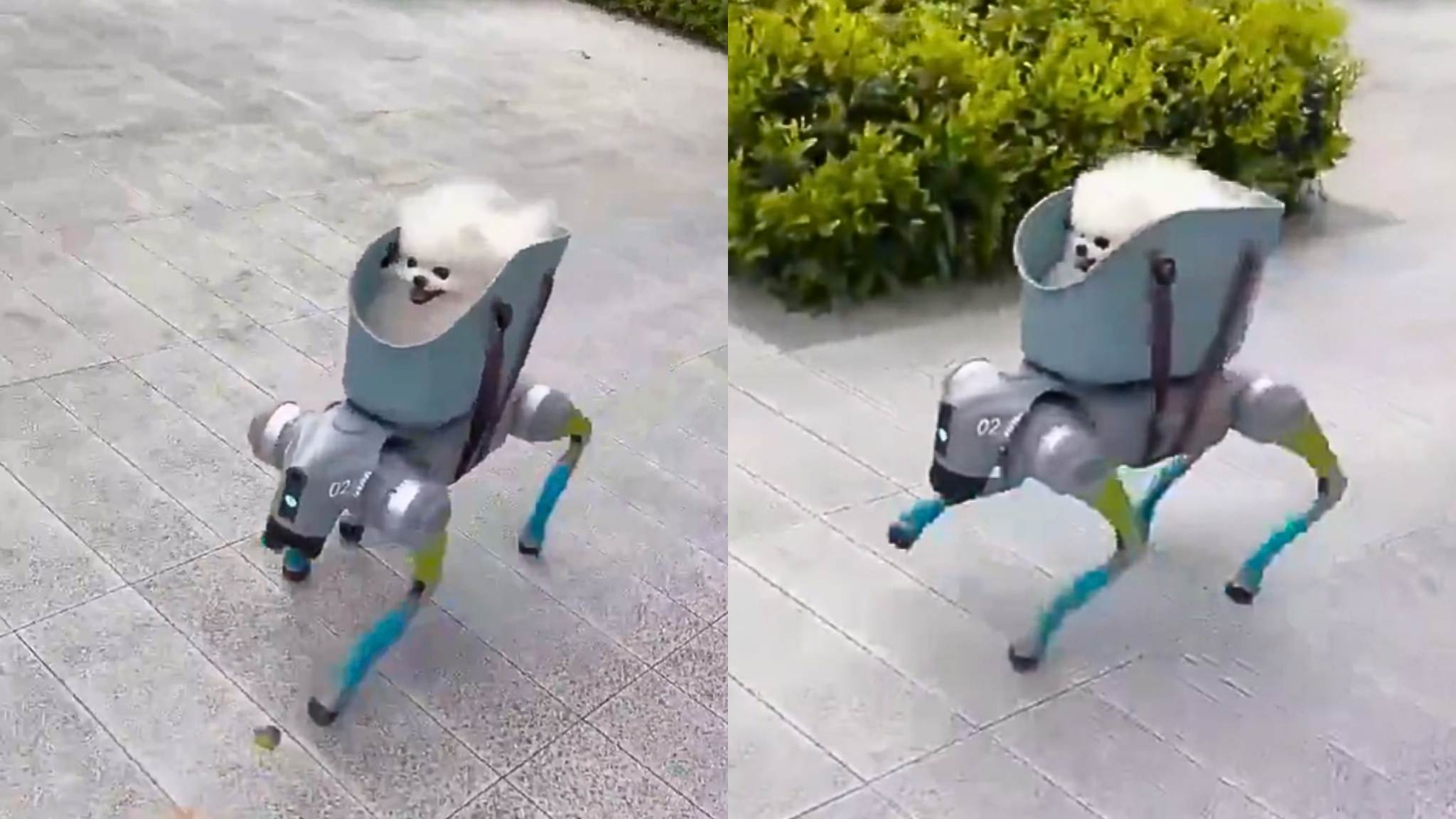 Vídeo de robô levando cachorro para passeio viraliza na internet